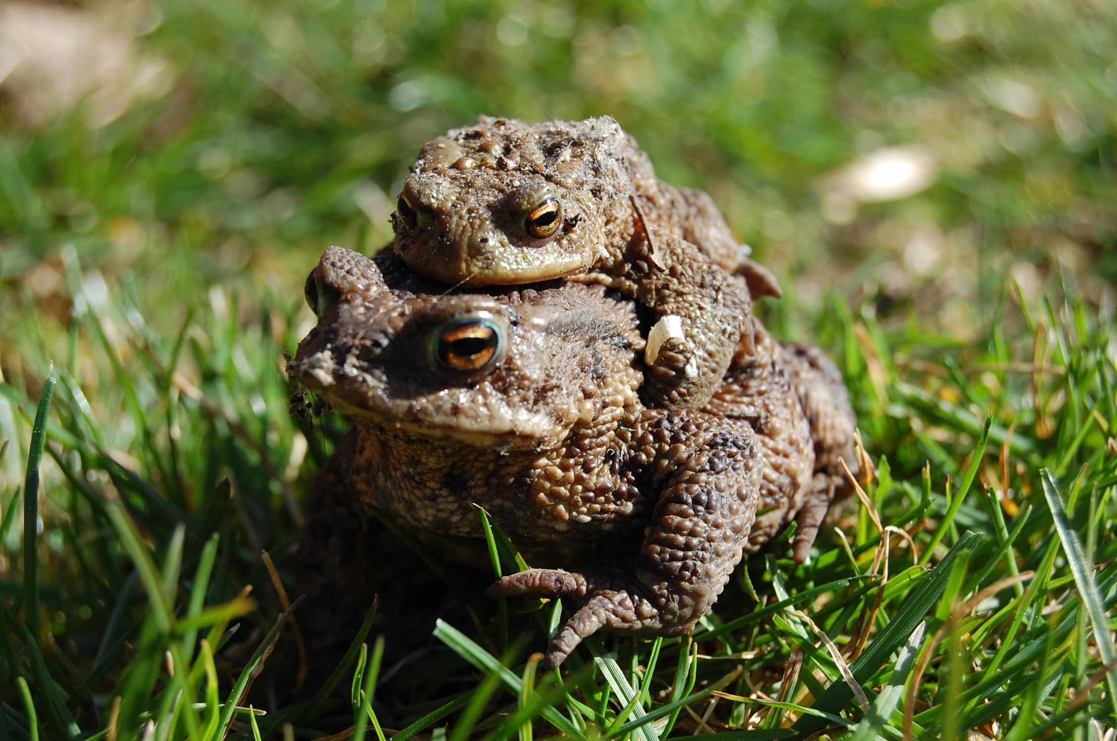 Skrubtudse | Trolderuten