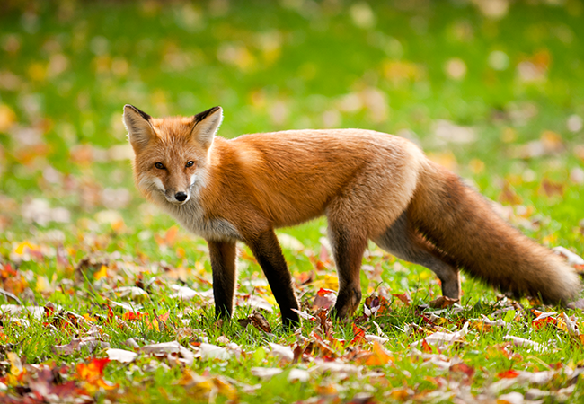 Ræven | Trolderuten